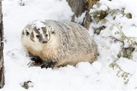 Do Badgers Hibernate Or Migrate Winter Behaviour Explained
