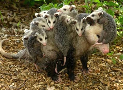 Thread By Biodiversidadeb Gambá Saruê Cassaco Timbu Raposa Qual