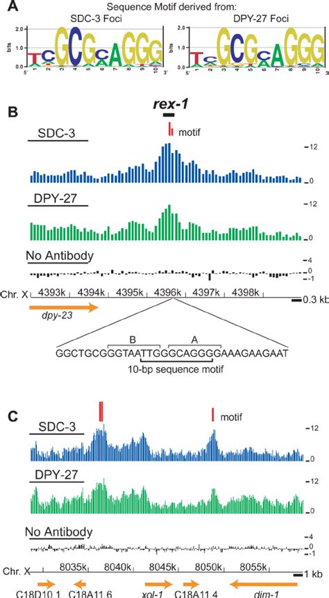 A Stereotypic 10 Bp Dna Sequence Motif Is Enriched In Foci Of Dcc