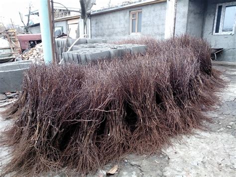 ვაზის ნერგი თბილისის ფორუმი