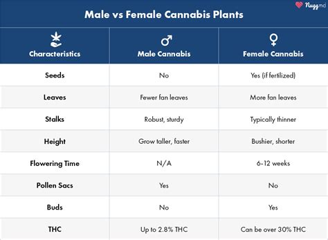 Cannabis Sexing How To Tell Male V Female Plants NuggMD