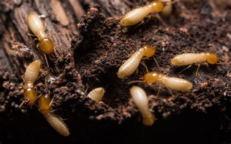 5 Tips To Prevent Termites At Home Quality Check Home Inspections Llc