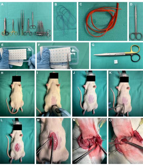 5 6 Nephrectomy Using Sharp Bipolectomy Via Midline Laparotomy In Rats