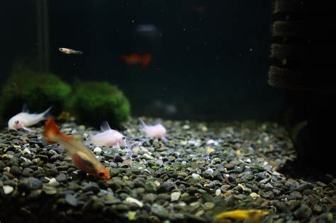어항 청소 물고기 이끼 먹는 물고기 팬더 코리도라스 키우기 네이버 블로그