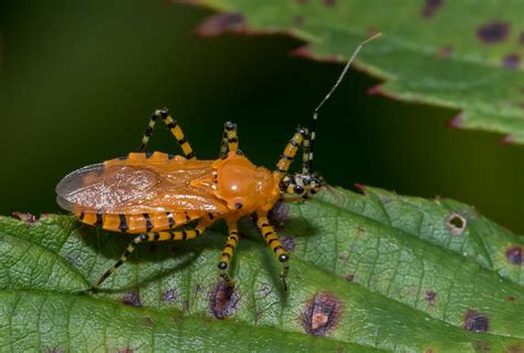Assassin Bug
