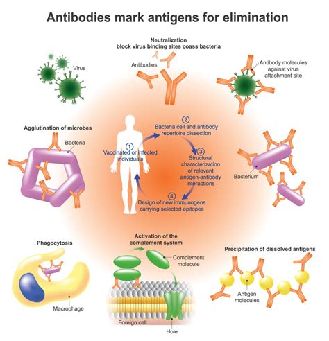 What Is Gamma Globulin Function Interpretation