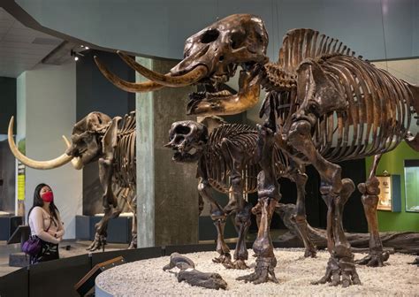 La Brea Tar Pits 3 Puzzling Mysteries That Hide Within Los Angeles Times