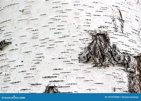 Black Stripes Pattern Of Birch Bark Birch Bark Texture Natural