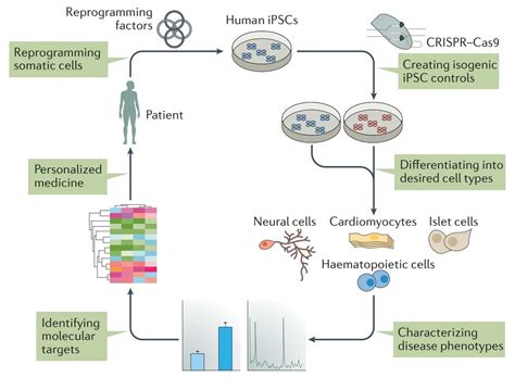 Cdtftm Cell Reprogramming Platform Creative Diagnostics