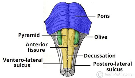 Bulbo Tronco Encefálico Anatomia Papel E Caneta