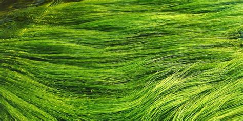 how to easily get rid of string algae in your koi pond