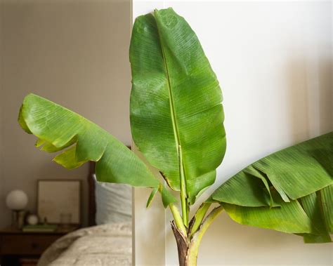 Banana Tree Plant Care Growing Guide