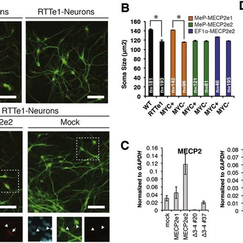 Generation And Pluripotency Characterization Of Rtte1 Hipscs