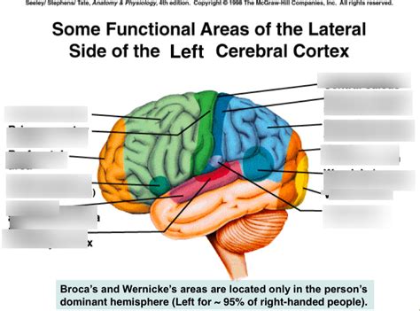 functional areas of lateral side of the left cerebral cortex diagram