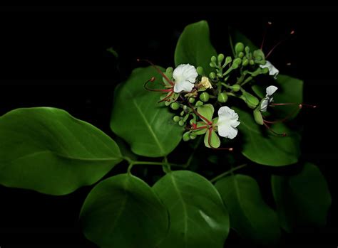 Intsia Bijuga Fabaceae