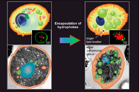 Figure 1 From Yeast Cells In Microencapsulation General Features And Controlling Factors Of The