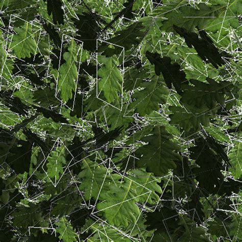 Detail Of The Foliage In A Tree Download Scientific Diagram