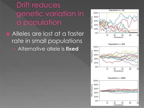 PPT Genetic Drift PowerPoint Presentation Free Download ID 5573119