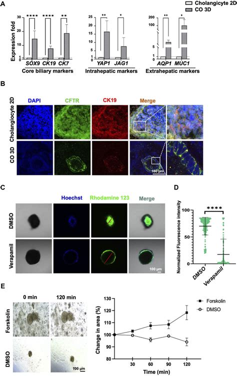 3d Organoid Cultivation Improves The Maturation And Functional