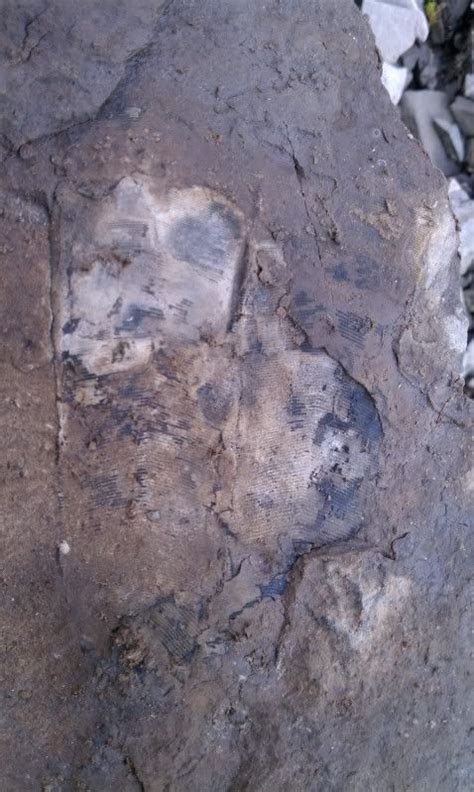 Carbonization Fossil Id The Fossil Forum