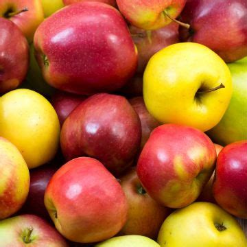 Apple Trees Arbor Day Foundation