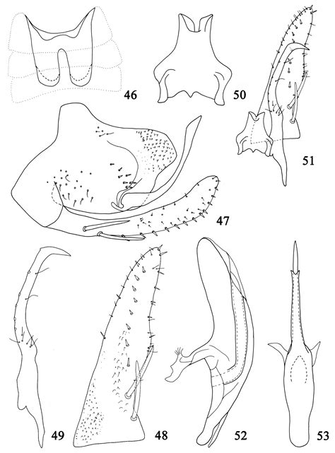 Figures 4653 In Five New Species Of The Leafhopper Genus Limassolla