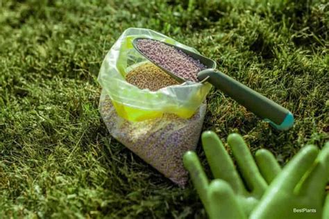 Does Fertilizer Kill Weeds Questions And Answers