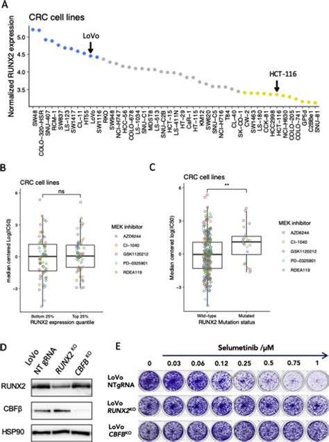 Runx2cbfb Modulates The Response To Mek Inhibitors Through Activation
