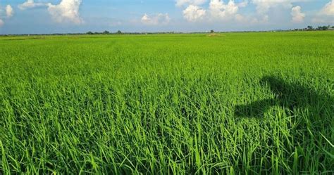 ខេត្តកំពង់ធំ ការងារបង្កបង្កើនផលស្រូវរដូវវស្សាបានជាង៥០០០០ហិកតា ទាបជាងឆ្នាំមុនជិត៤៨០០០ហិកតា