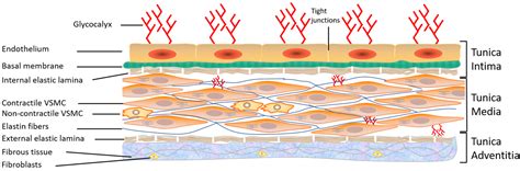Vascular Endothelium In Cardiovascular Diseases Encyclopedia Mdpi