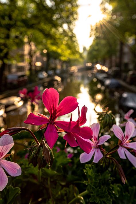 흰색과 노란색 데이지 꽃의 선택적 초점 · 무료 스톡 사진