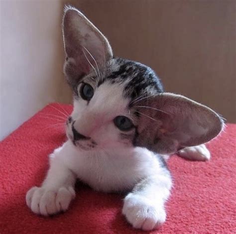 Кот с большими ушами ориенталы 76 фото