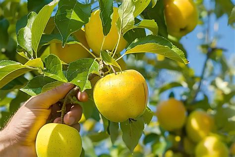 商业照片ai数字艺术 苹果手部特写摘苹果展示自然写实商业照片 Ai图片免费下载png格式4032像素编号71367696 千图网