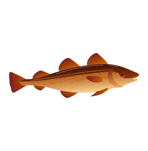 Premium Vector Fish Ocean Cod Isolated On White Vector Illustration