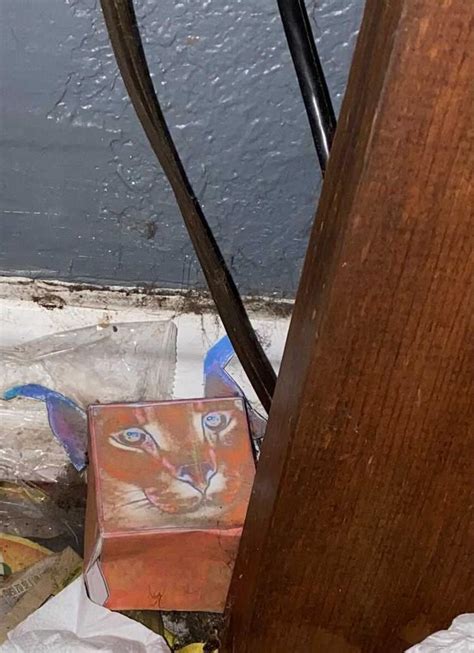 Punished Floppa 19 Months Into Pandemic And Hecker Scourge Also Rising