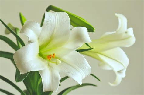 Remembering Bill Messerschmidt A Life In Randall Community