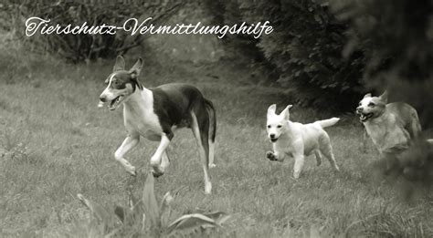 Tierfotografie Natascha Tierfotografie Natascha Hoffmann