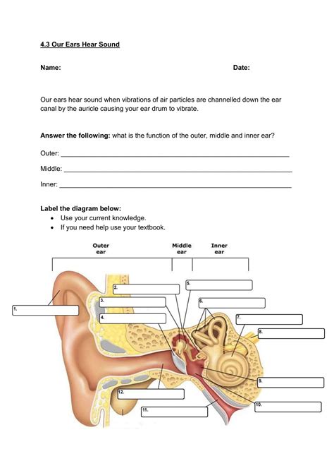 Parts Of The Ear Worksheet
