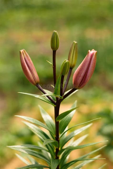 Asian Lily In Buds In The Summer Garden Stock Image Image Of Detail