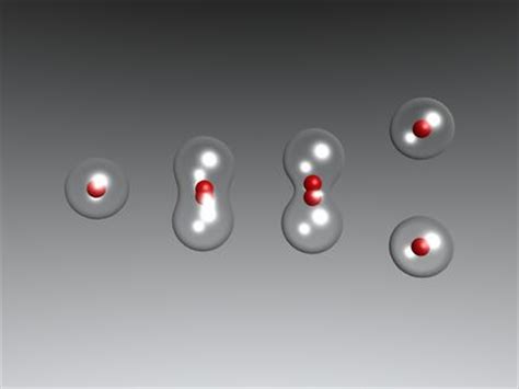 Replication Biology Encyclopedia Cells Body Function Process Organisms Chromosomes DNA