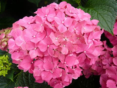 Hydrangea Macrophylla Pink