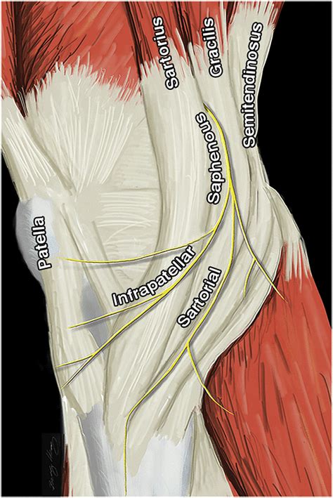 Saphenous Nerve Cadaver Saphenous Nerve Cadaver