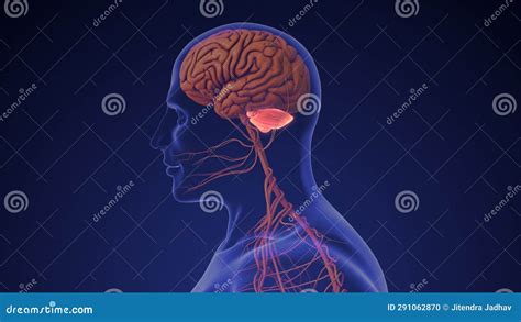 Human Brain Cerebellum Medical Animation Stock Illustration