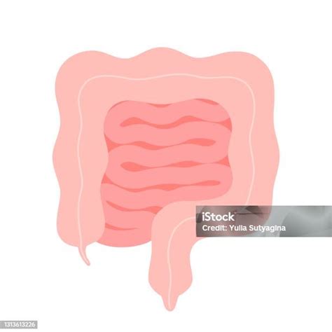 내장 기관 소화 창 자 시스템 건강한 장 곡선 창자 내부 내장 위장 기관 내부 벡터 만화 일러스트레이션 건강관리와 의술에 대한