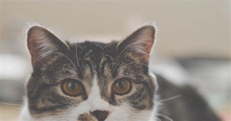 猫のフケ原因病気の可能性予防法などについて獣医師が解説 ペトコトPETOKOTO