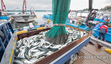 강원 동해안 대표 어종은 오징어·붉은대게에서 방어가 대세 연합뉴스