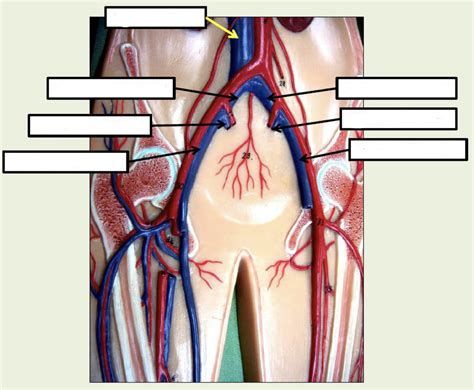 Pelvic Vein Labels Diagram Quizlet