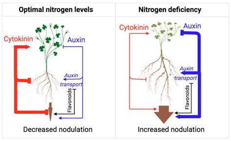 Flavonoid Auxincytokinin Link And Symbiosis Encyclopedia Mdpi