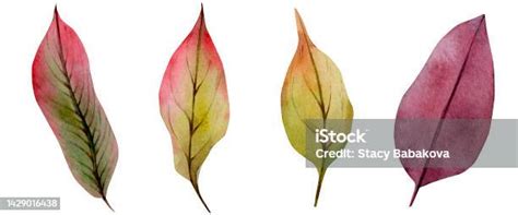 손으로 그린 수채화 가을 잎 일러스트 레이 션은 흰색 배경에 고립되어 있습니다 가을 수채화 클립 아트는 웨딩 디자인 인사말 카드 초대장에 적합합니다 녹지 요소 세트 0명에