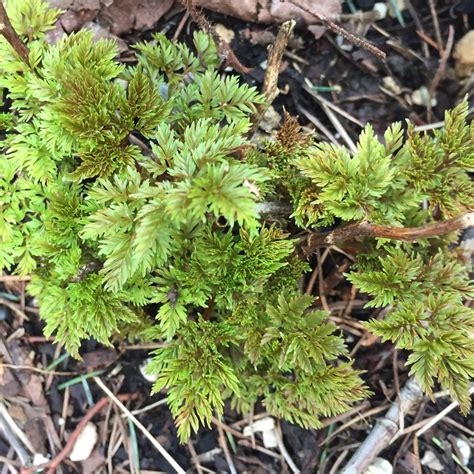 Aruncus Aethusifolius Syn Aruncus Dioicus Var Aethusifolius Dwarf
